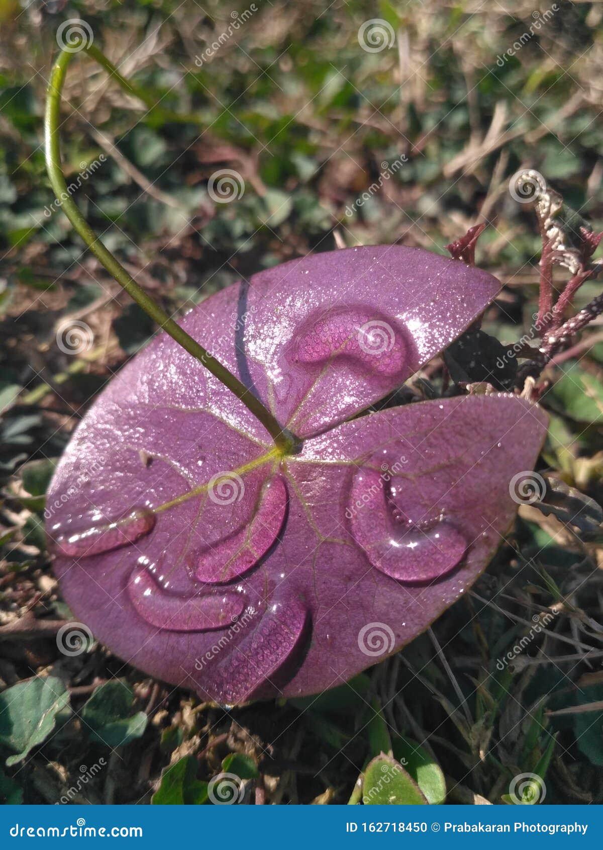 Transparent Macro Organisms in Lake Side Stock Photo - Image of ...