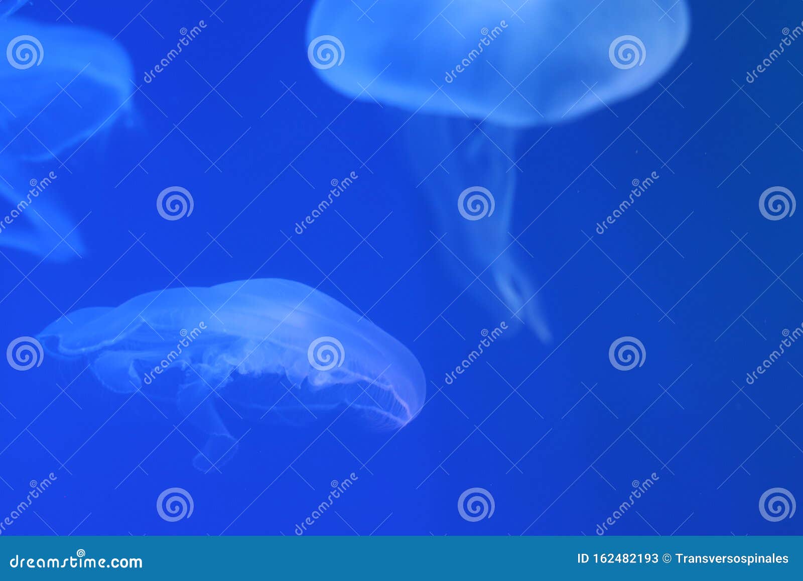 Transparent Moon Jellyfish On Blue Background With Lighting. Copy Space ...