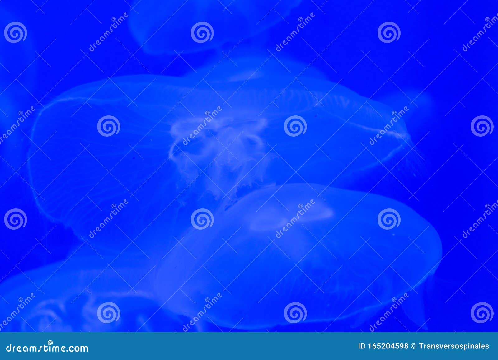 Transparent Moon Jellyfish Close-up On A Blue Background With Purple ...
