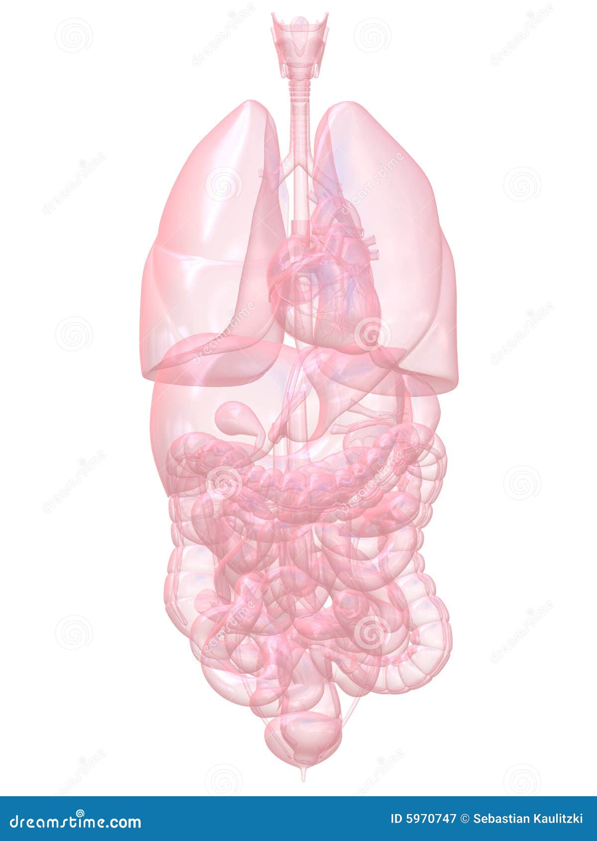Transparent organs stock illustration. Illustration of body - 5970747