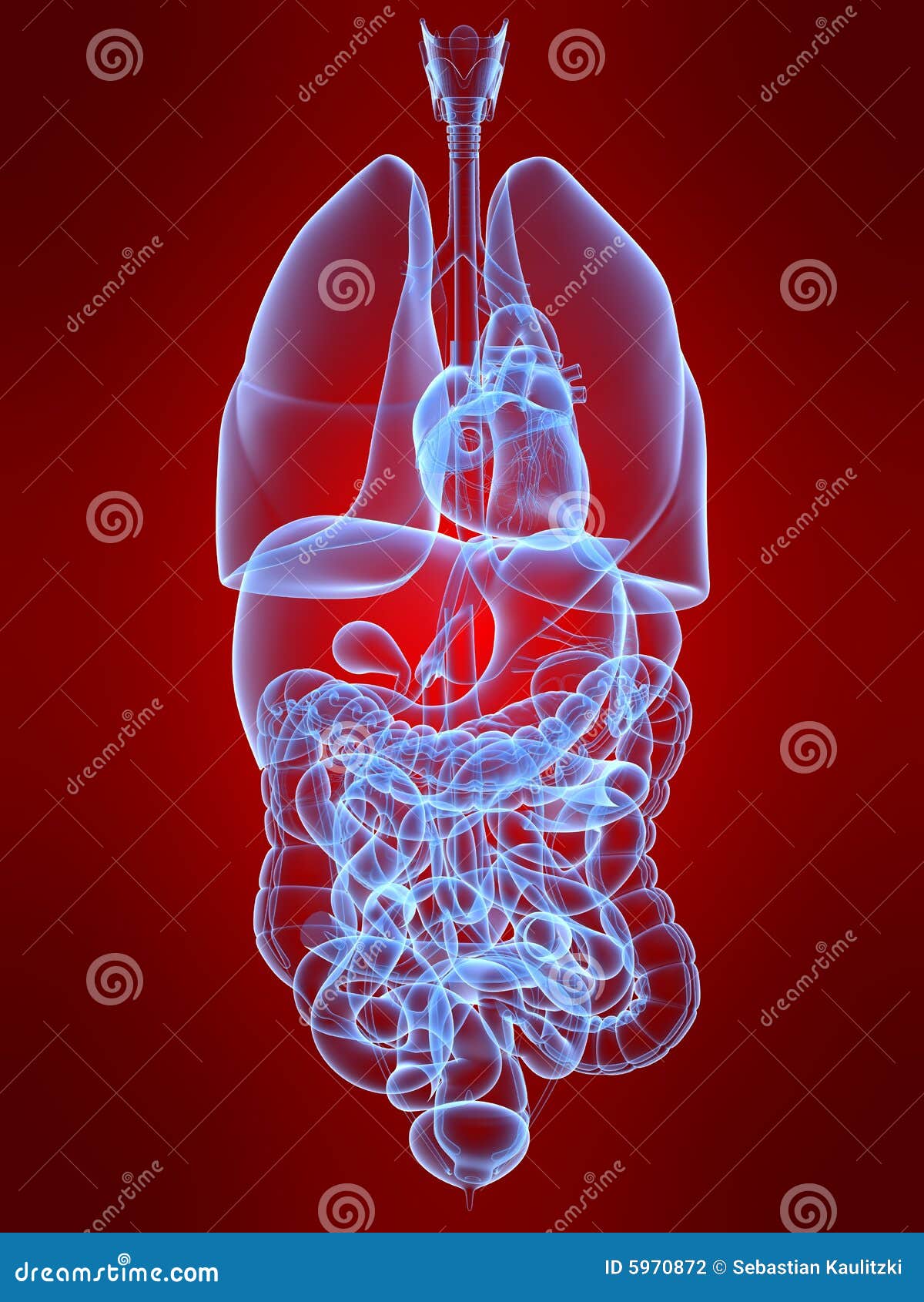 Transparent organs stock illustration. Illustration of highlighted ...