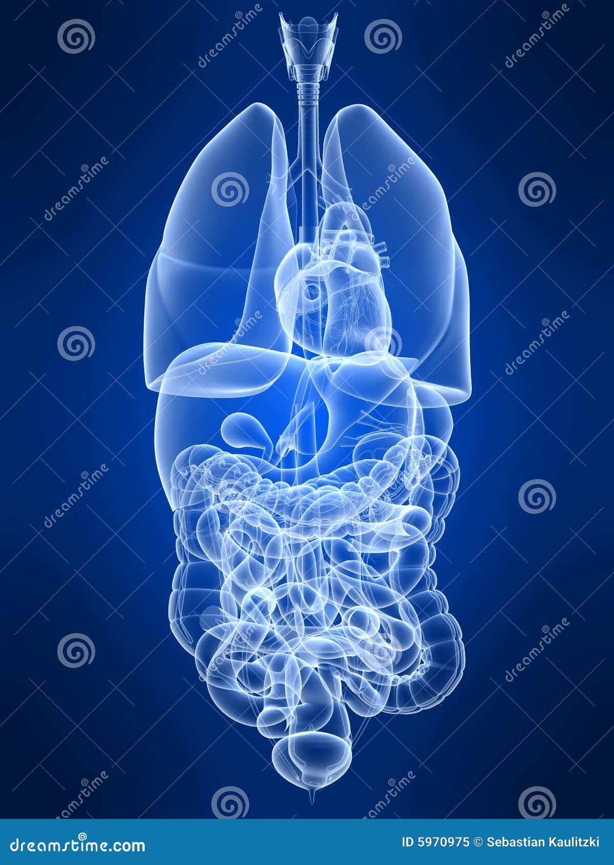 Transparent organs stock illustration. Illustration of abdomen - 5970975