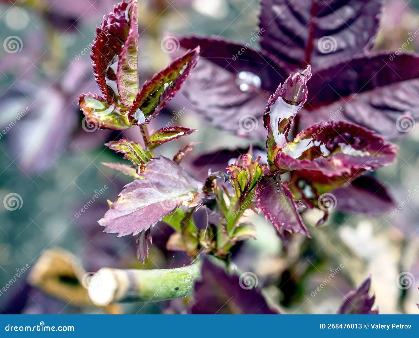 Raindrops on Rose Leaves in the Morning Stock Image - Image of detail ...