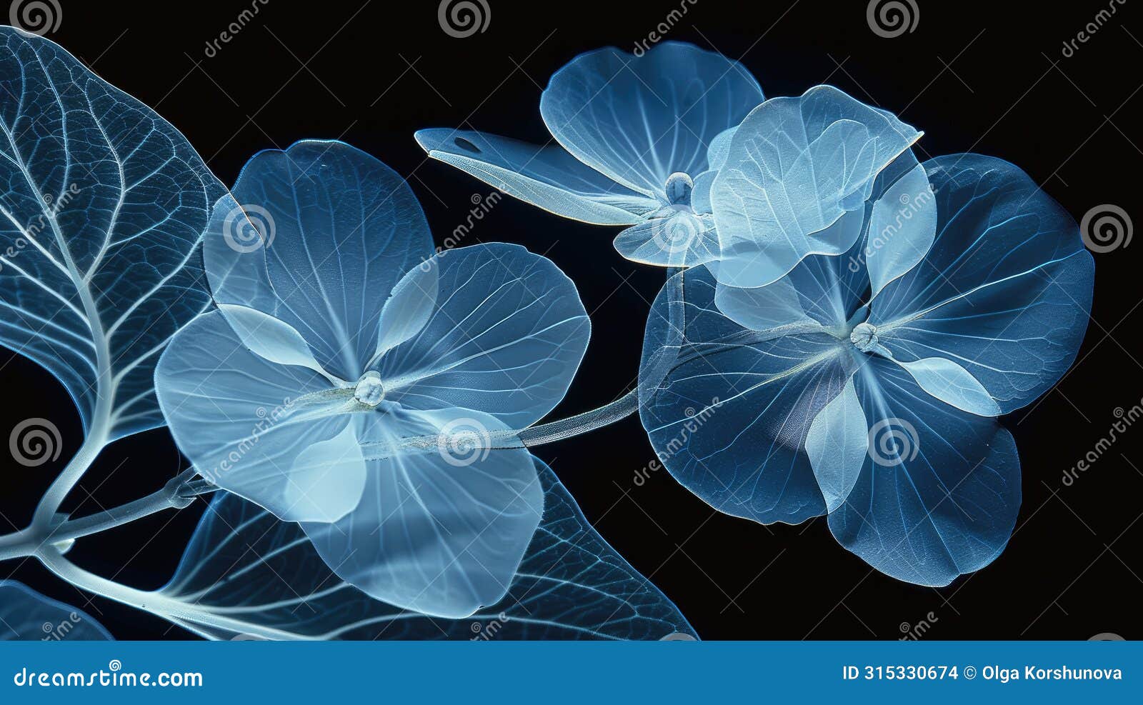 Transparent X-Ray Flowers in Monochrome Artistic Display. Stock Photo ...