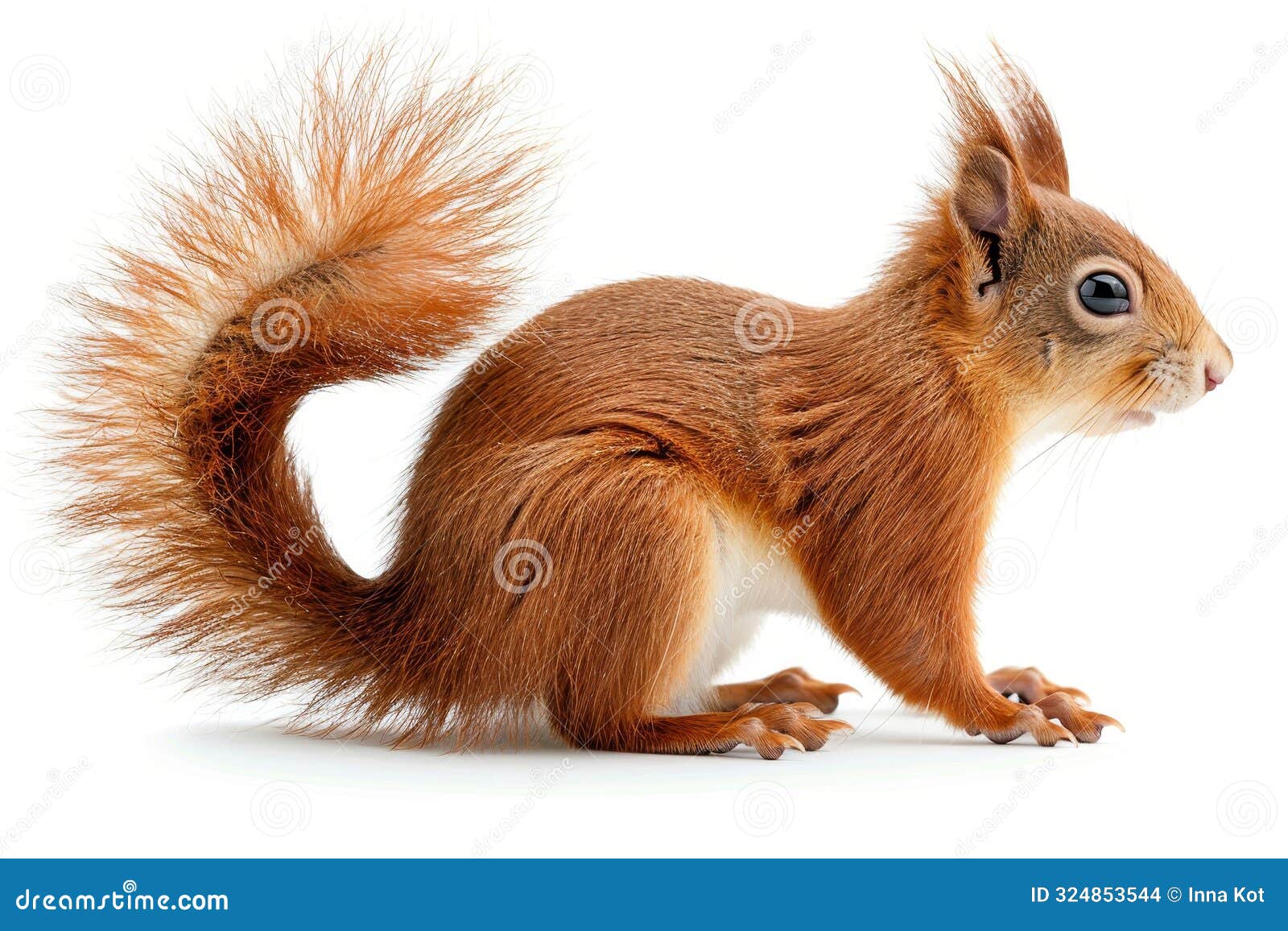 Transparent Red Squirrels on White Background for Versatile Design and ...