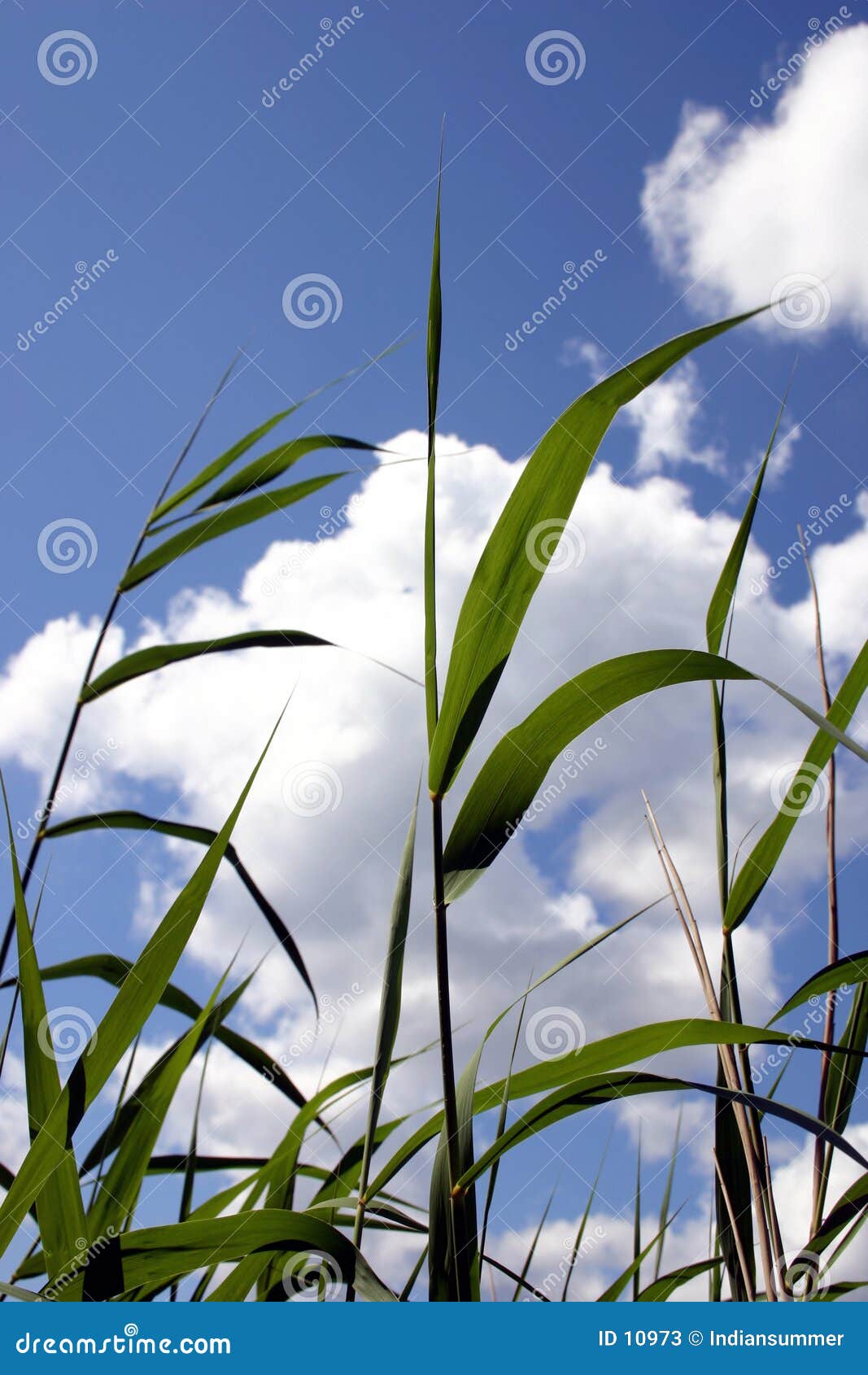 Transparent reeds II stock image. Image of nature, clouds - 10973