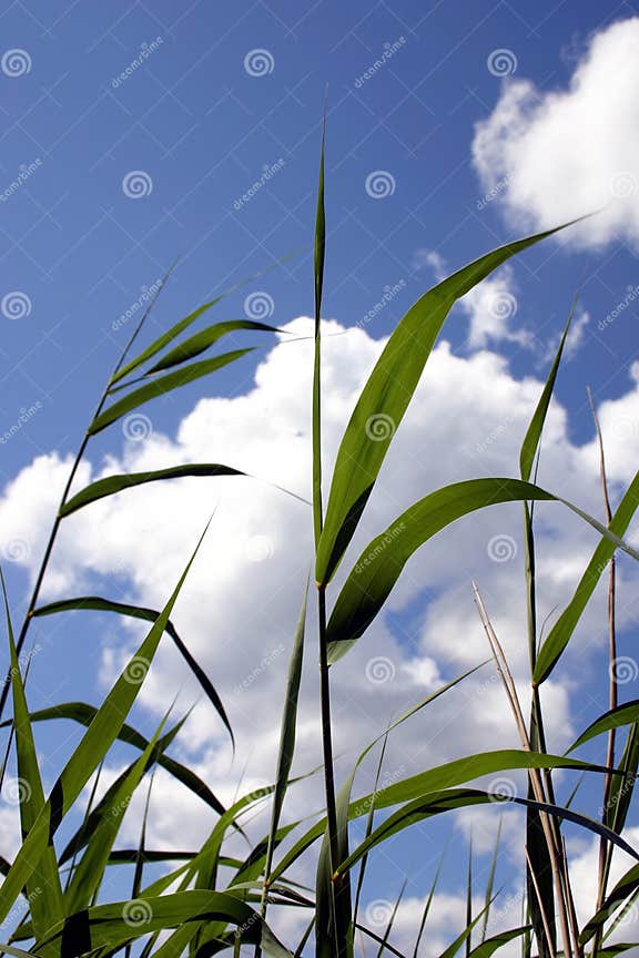 Transparent reeds II stock image. Image of nature, clouds - 10973