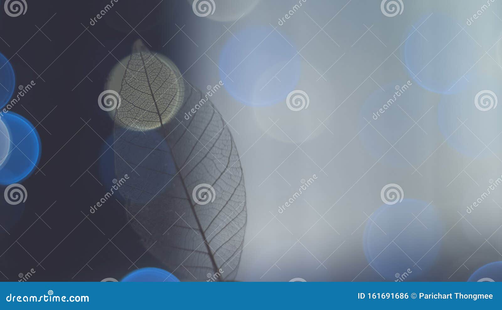 Transparent Skeleton Leaf with Beautiful Texture on a Blue and Gold Bokeh Abstract Background ...