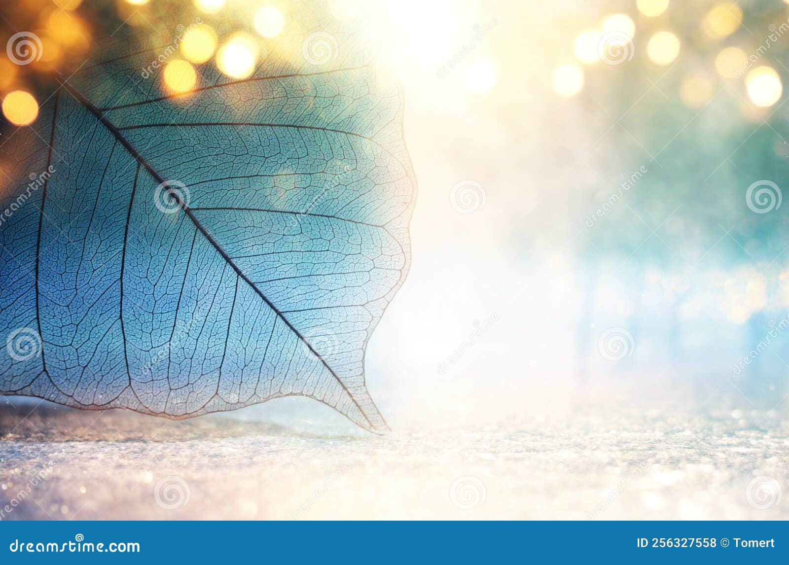 Transparent Skeleton Leaves Over Bright Abstract Background Stock Photo ...