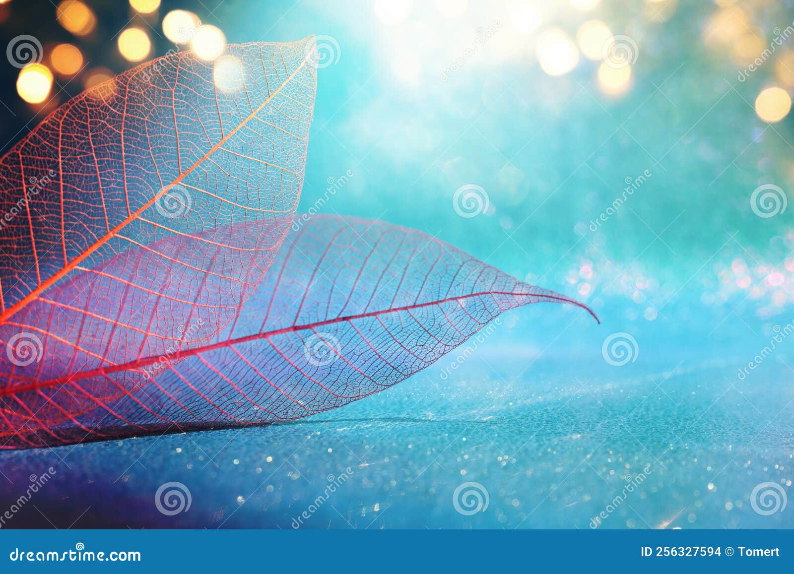 Transparent Skeleton Leaves Over Bright Abstract Background Stock Photo ...