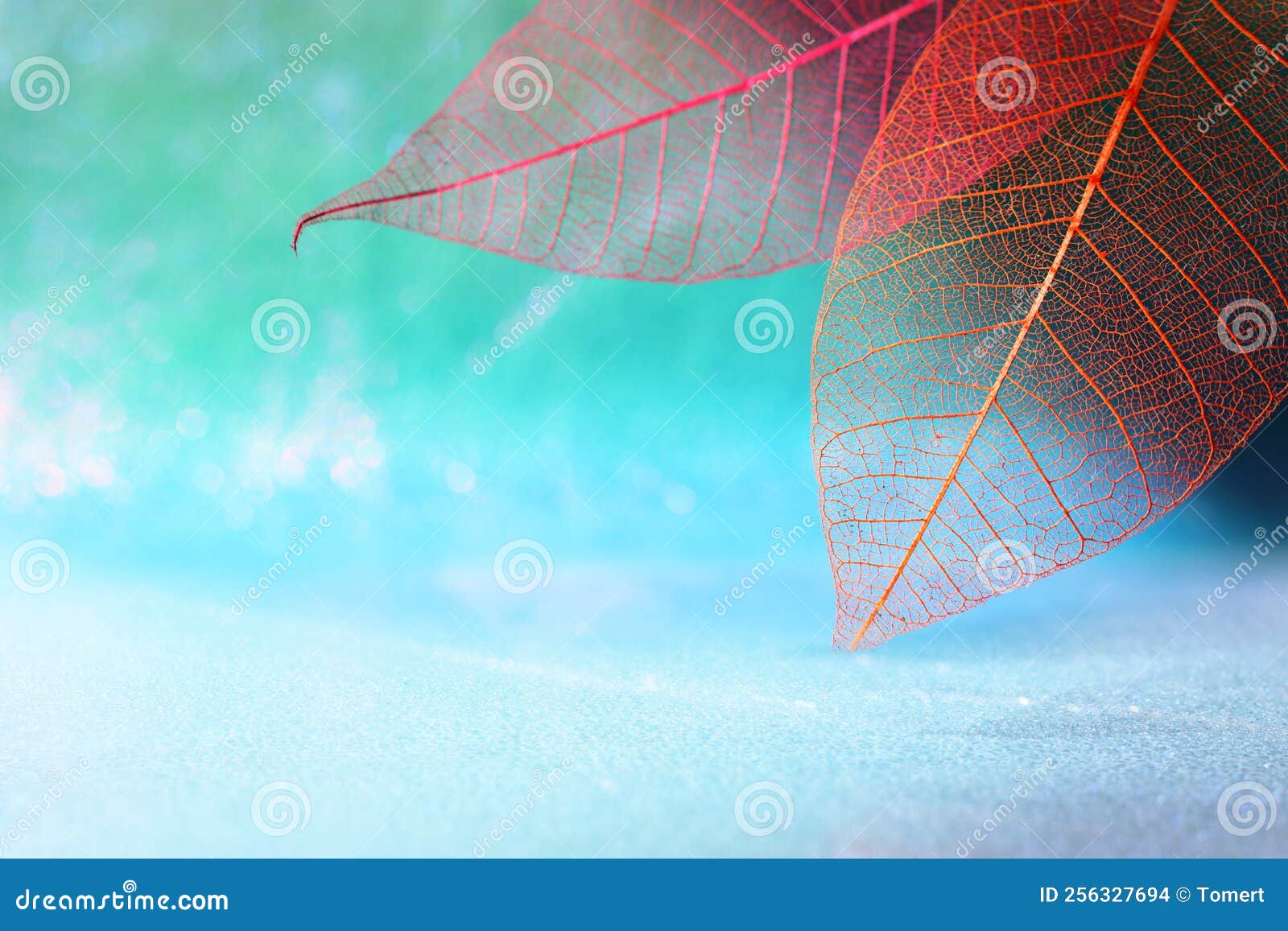 Transparent Skeleton Leaves Over Bright Abstract Background Stock Photo ...