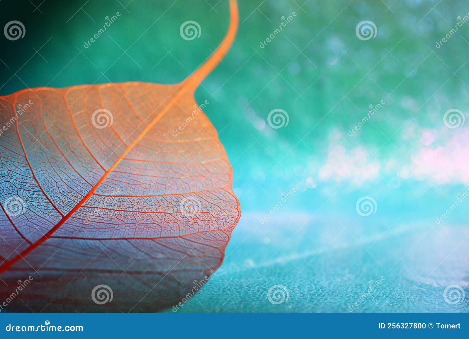 Transparent Skeleton Leaves Over Bright Abstract Background Stock Photo ...