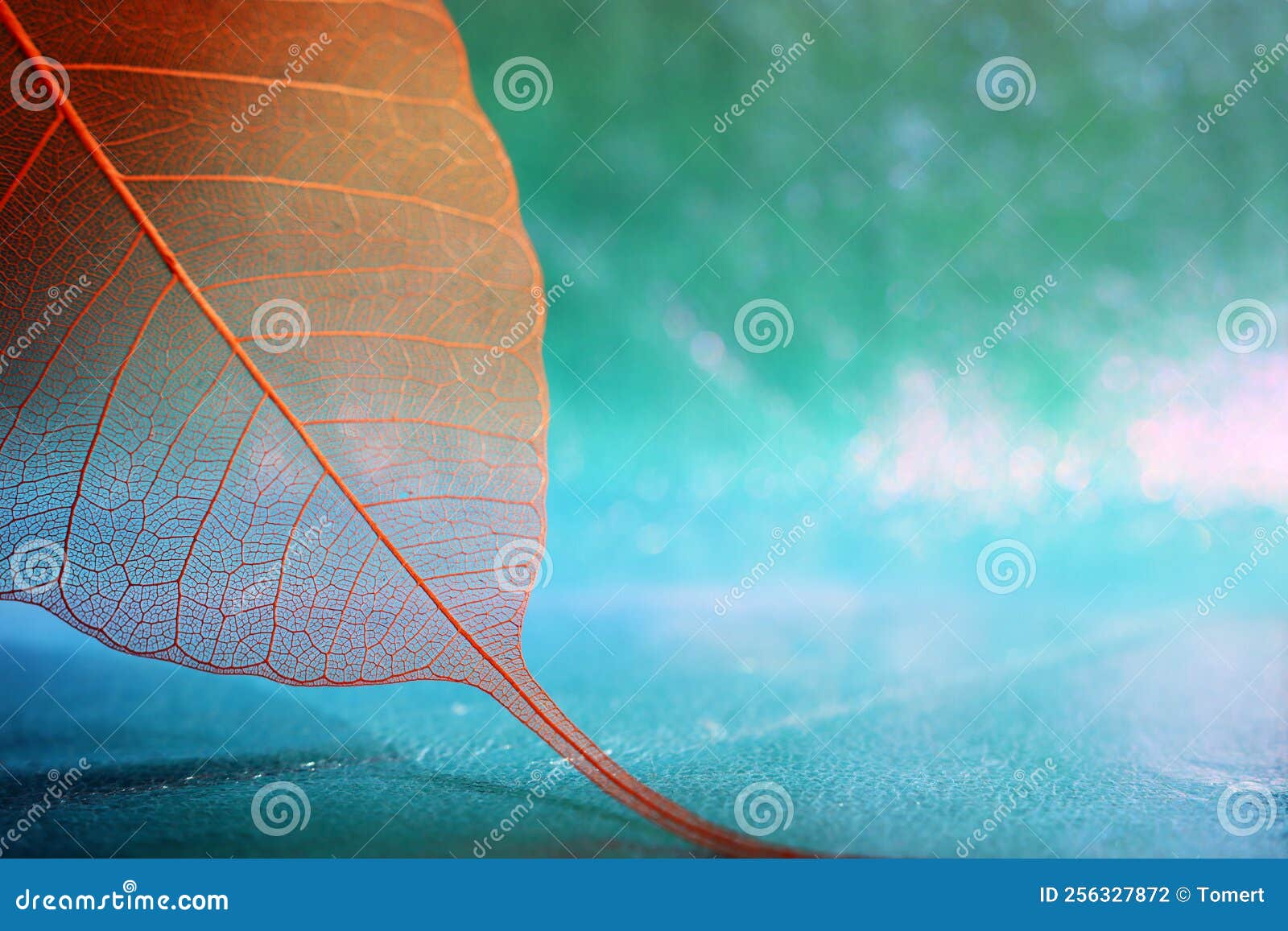 Transparent Skeleton Leaves Over Bright Abstract Background Stock Photo ...