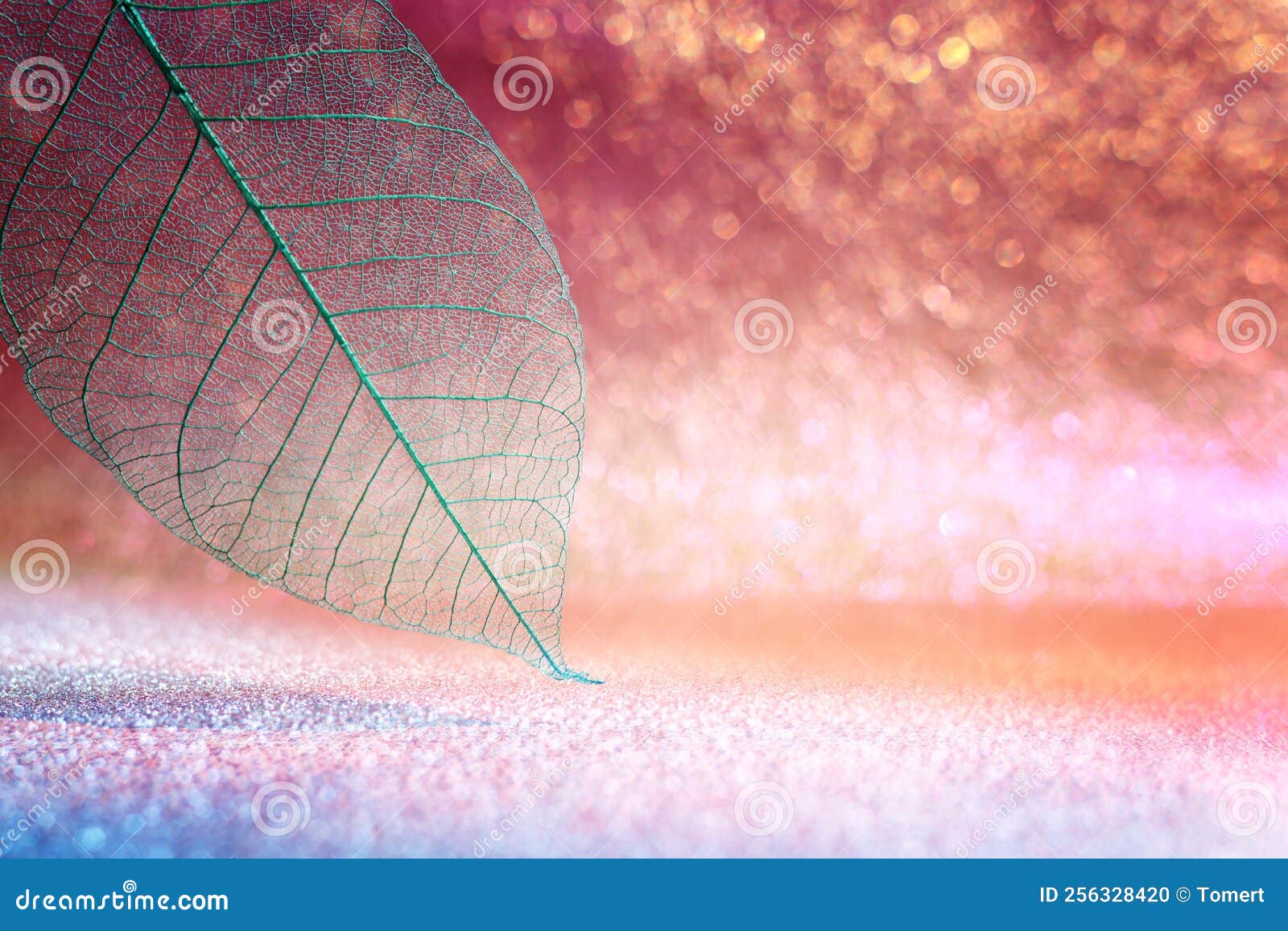 Transparent Skeleton Leaves Over Bright Abstract Background Stock Photo ...