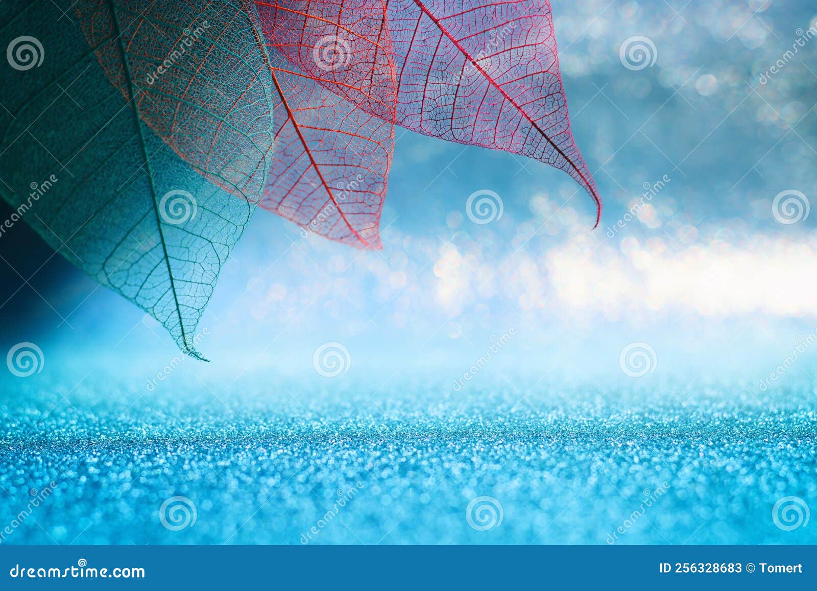 Transparent Skeleton Leaves Over Bright Abstract Background Stock Image ...