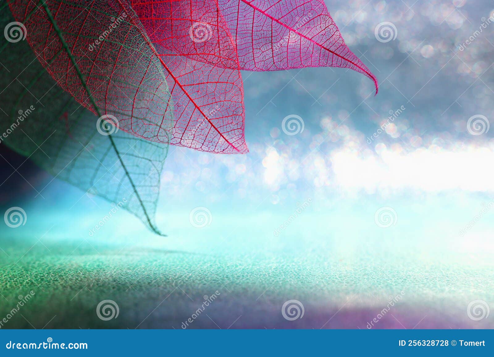 Transparent Skeleton Leaves Over Bright Abstract Background Stock Photo ...