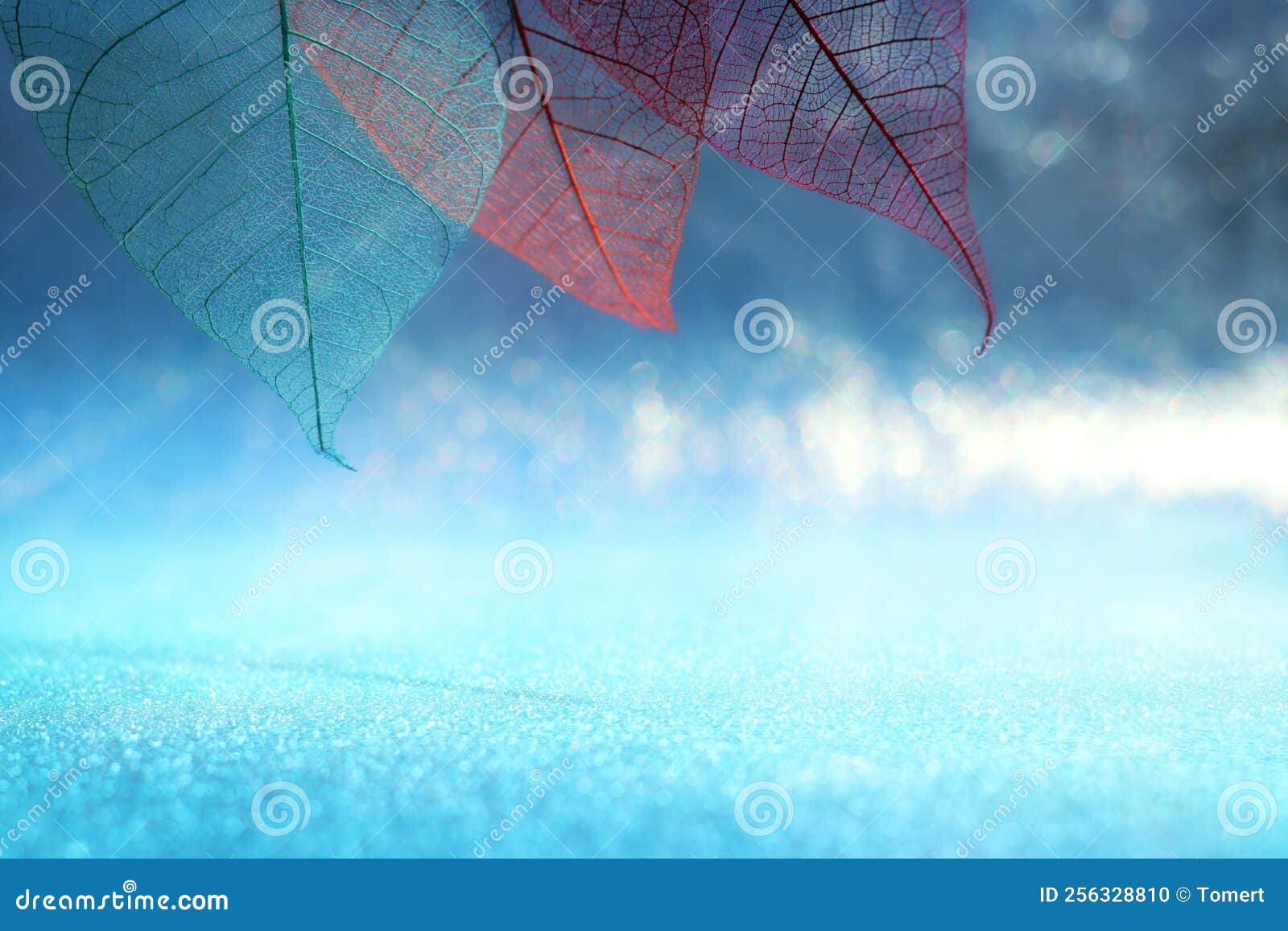 Transparent Skeleton Leaves Over Bright Abstract Background Stock Photo ...