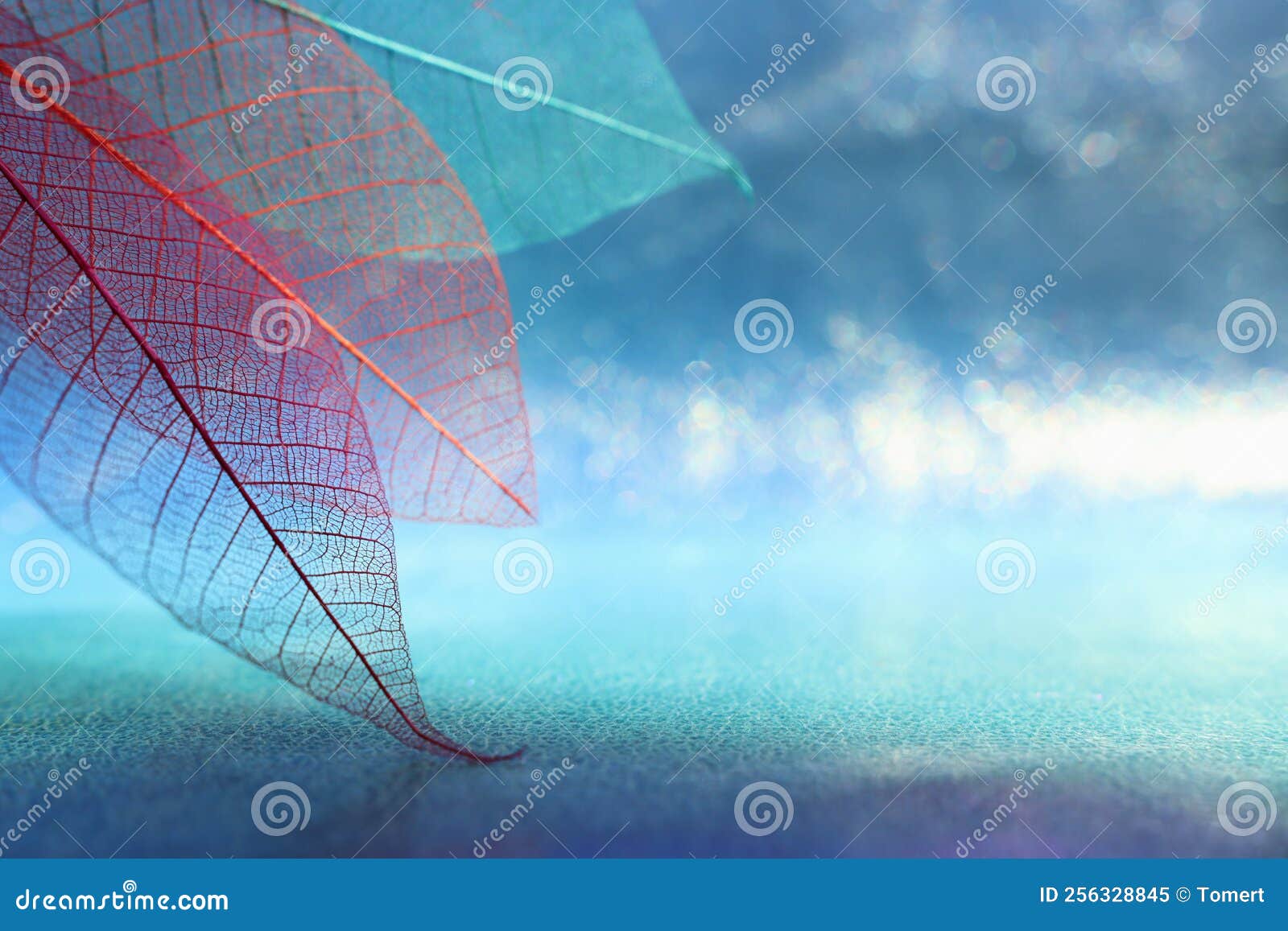 Transparent Skeleton Leaves Over Bright Abstract Background Stock Image ...