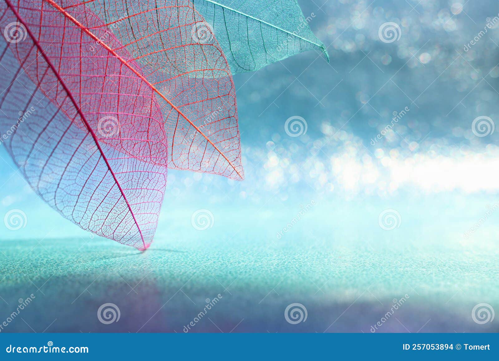Transparent Skeleton Leaves Over Bright Abstract Background Stock Photo ...