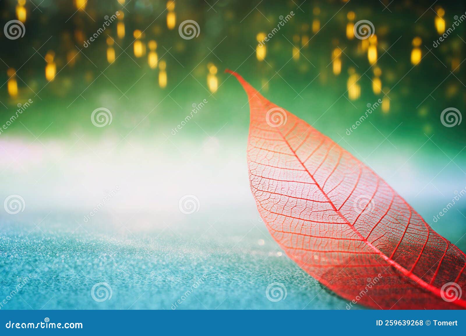 Transparent Skeleton Leaves Over Bright Abstract Background Stock Photo ...