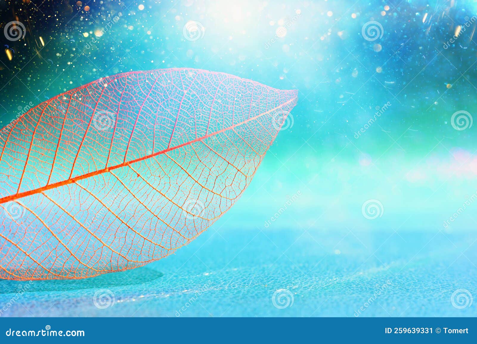 Transparent Skeleton Leaves Over Bright Abstract Background Stock Image ...