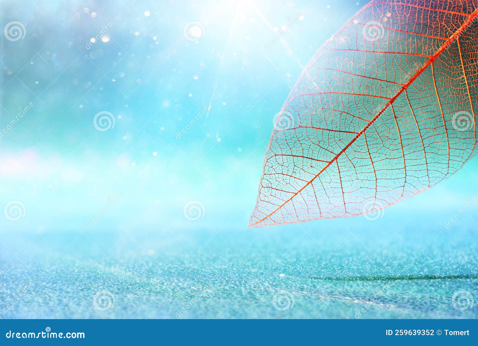 Transparent Skeleton Leaves Over Bright Abstract Background Stock Photo ...
