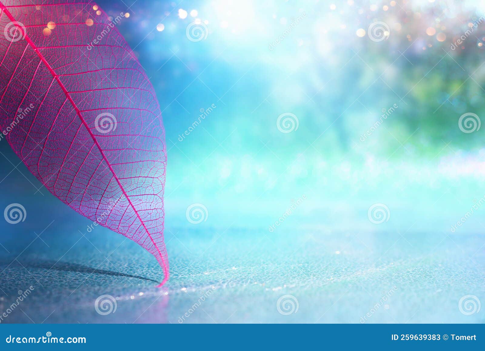 Transparent Skeleton Leaves Over Bright Abstract Background Stock Image ...