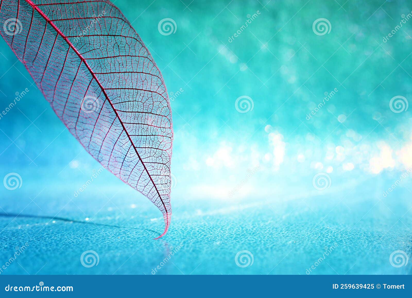 Transparent Skeleton Leaves Over Bright Abstract Background Stock Image ...