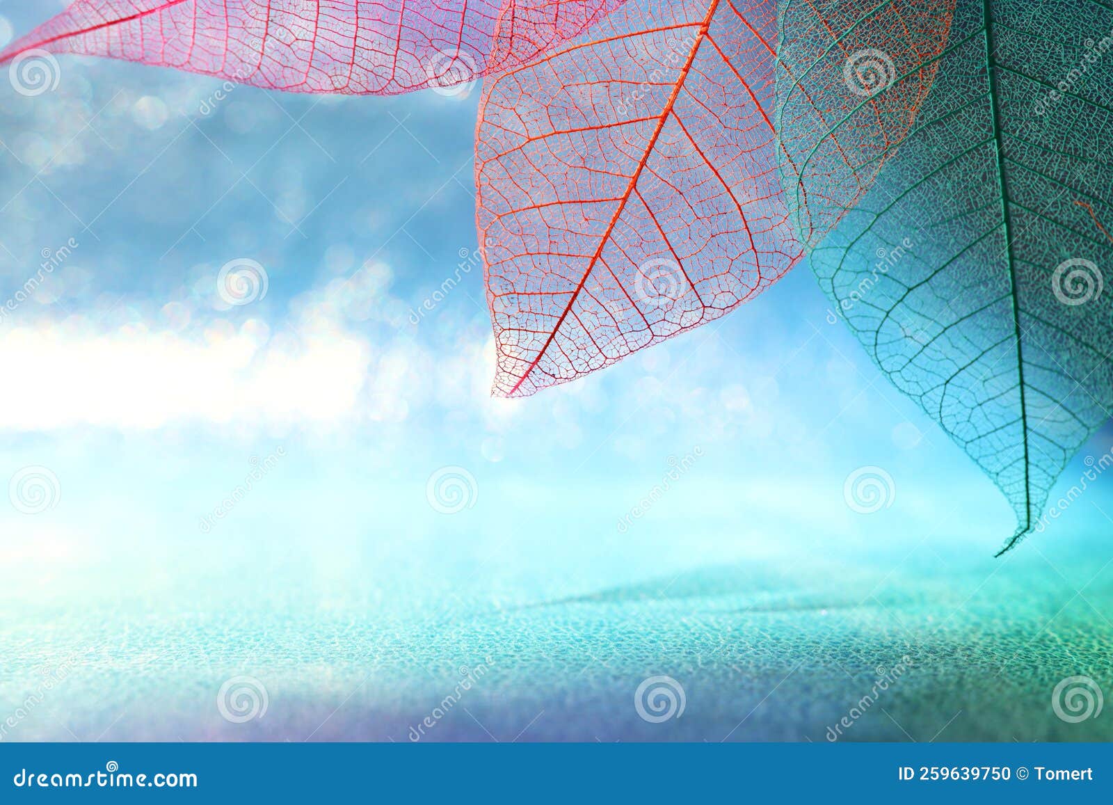 Transparent Skeleton Leaves Over Bright Abstract Background Stock Photo ...