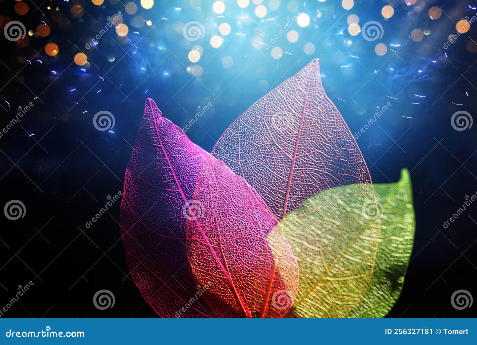 Transparent Skeleton Leaves Over Glitter Black Abstract Background ...