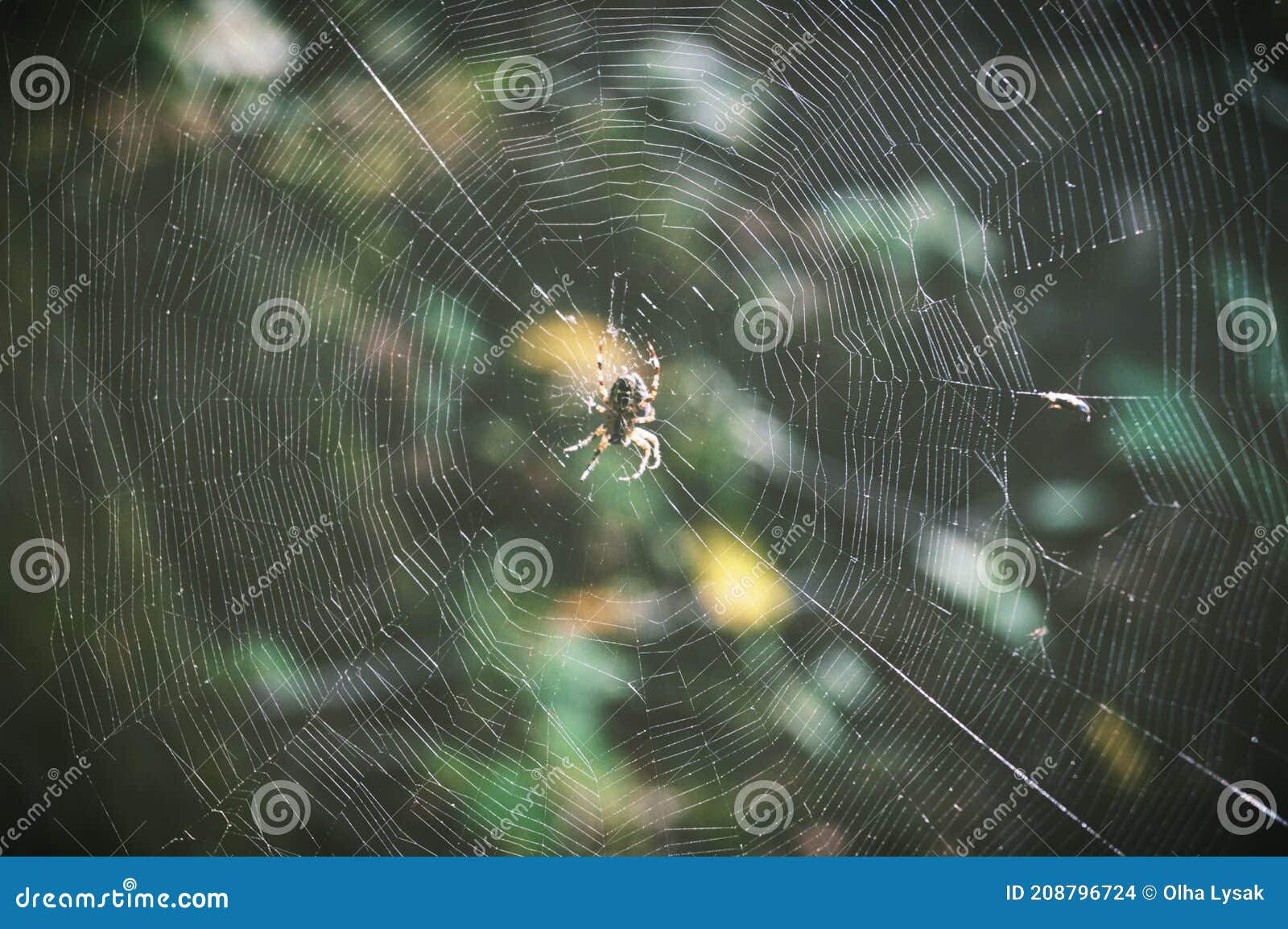 Transparent Spider Web between Trees in the Forest Stock Photo - Image ...