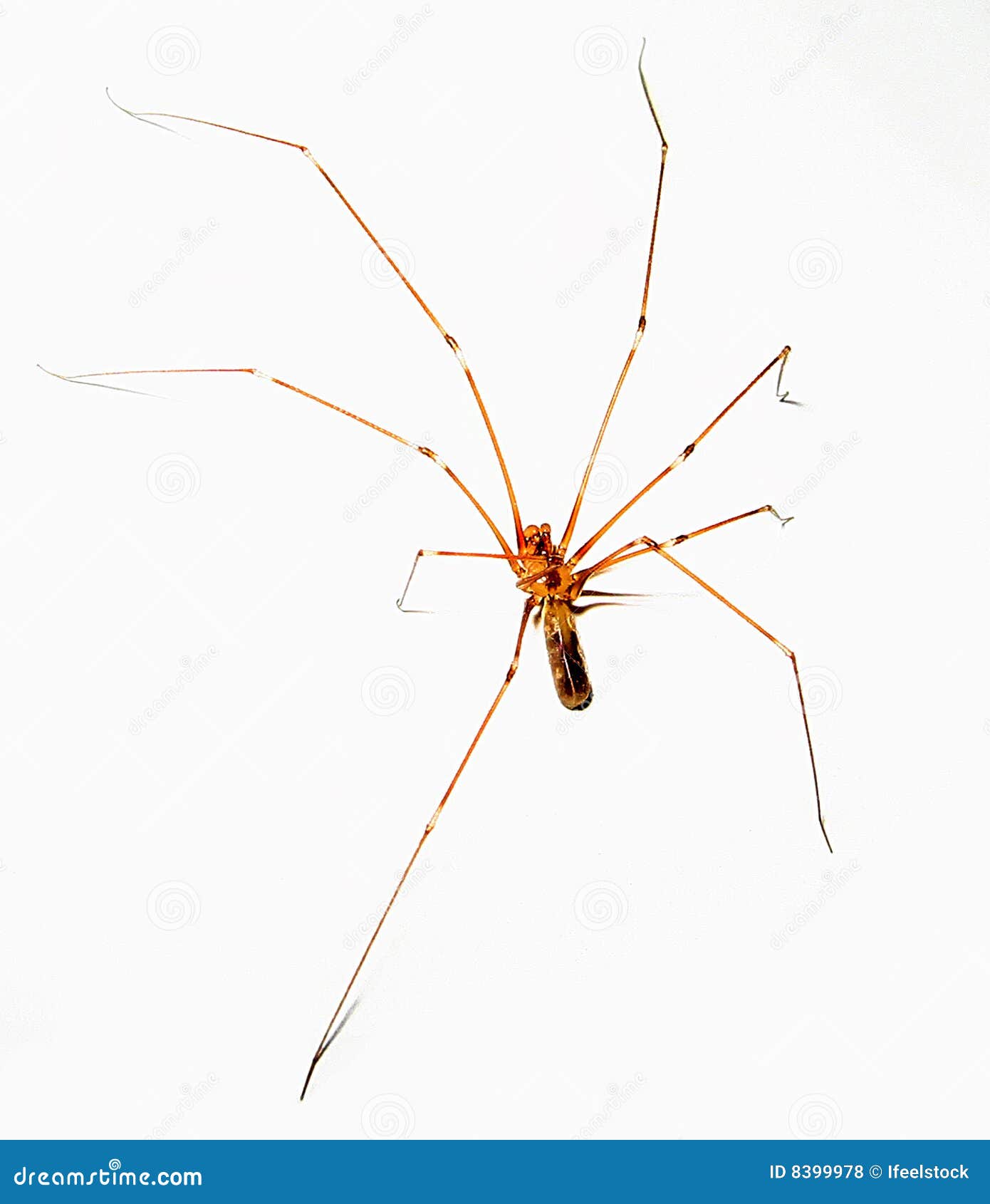 Translucent Spider Stock Photography | CartoonDealer.com #159705446