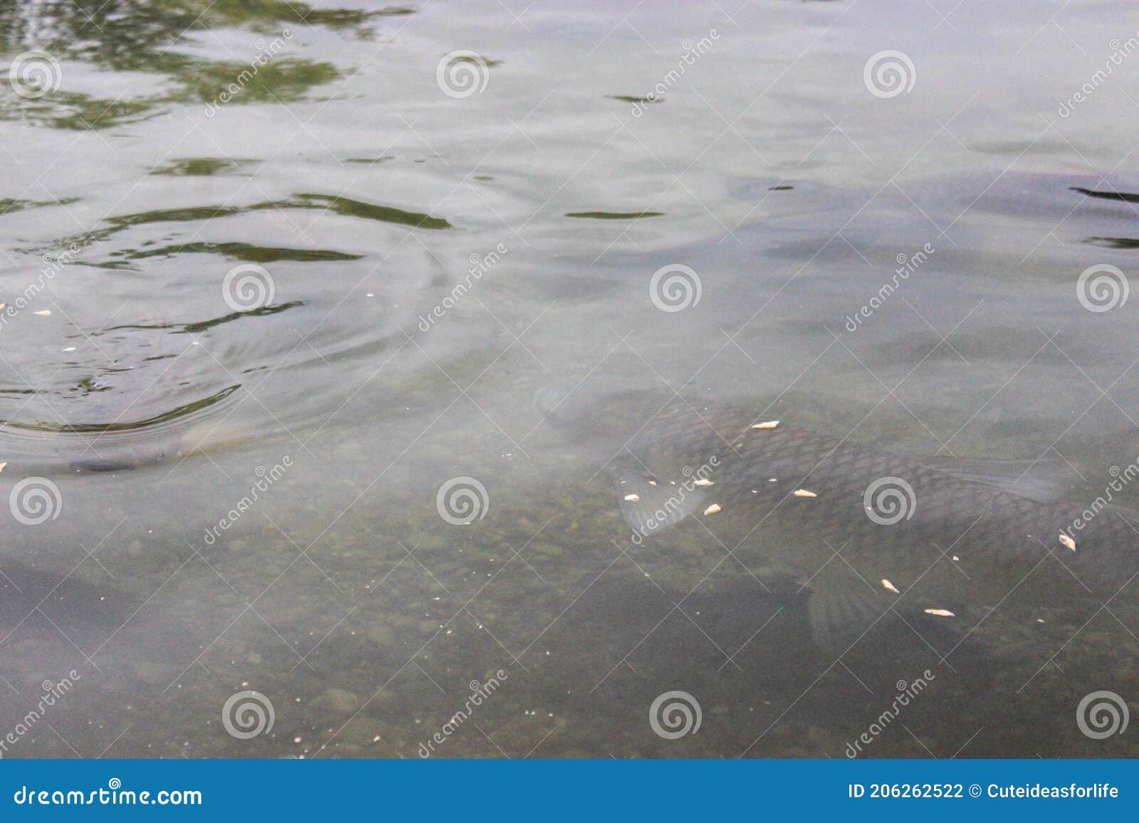 Through The Transparent Surface Of The Water, Silhouettes Of Several ...