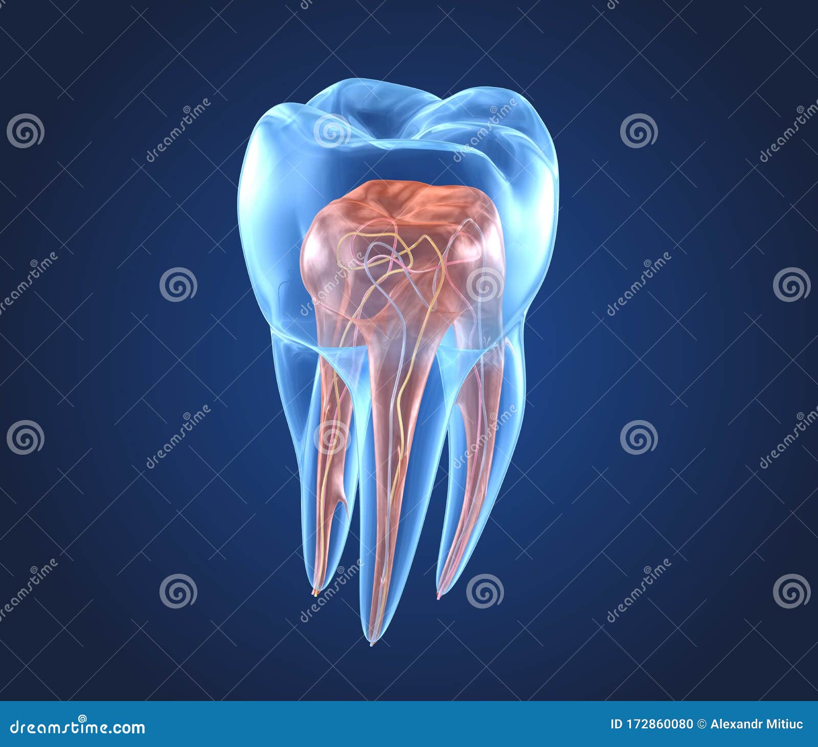 Transparent Teeth With Crown. 3d Renderings Of Endodontics Inner ...