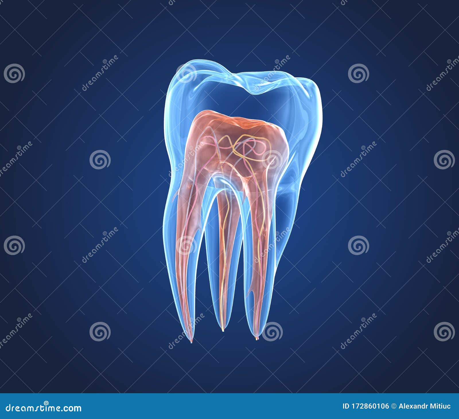 Transparent Teeth. 3d Renderings Of Endodontics Inner Structure Royalty ...