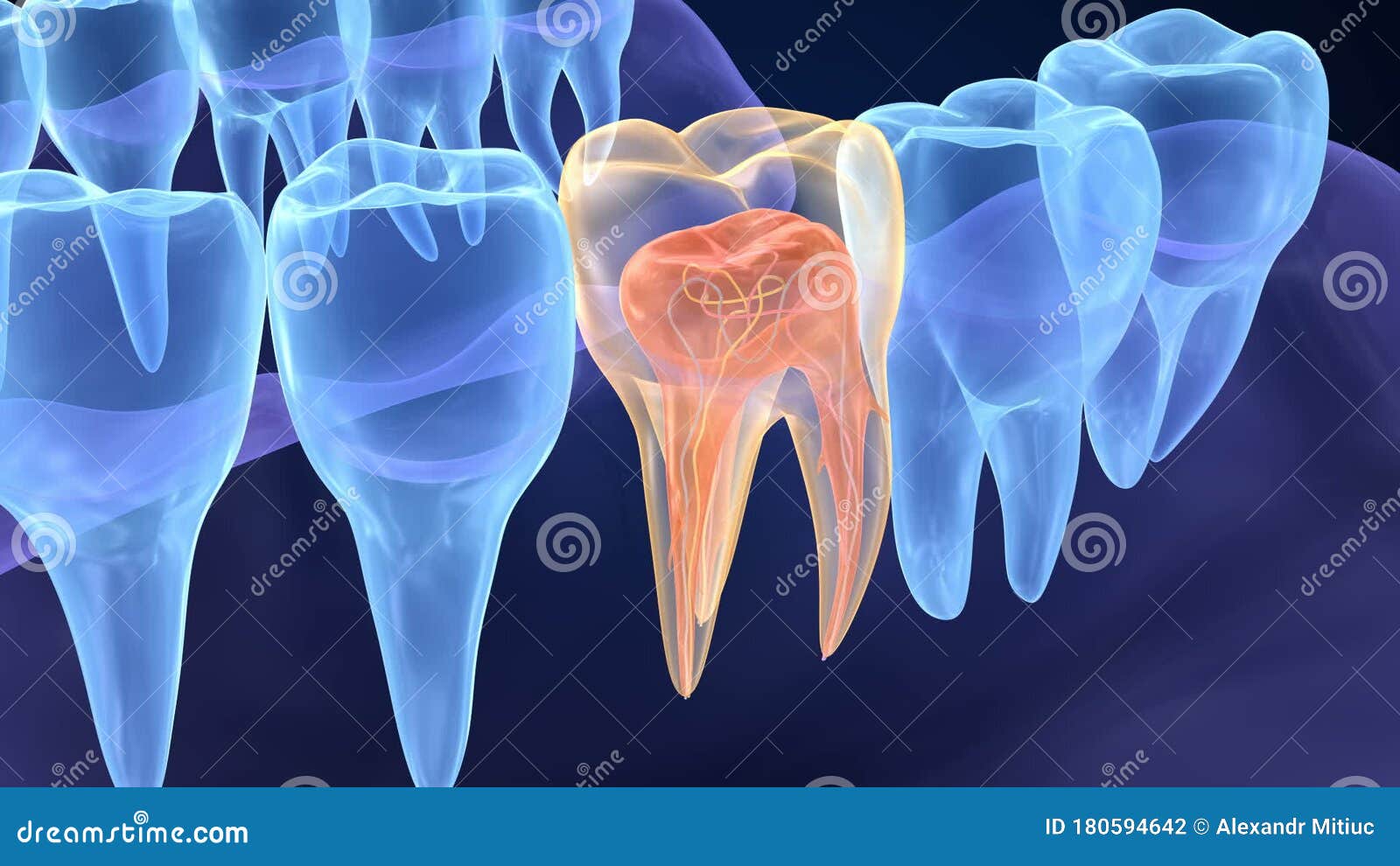 Tooth 3d Animation