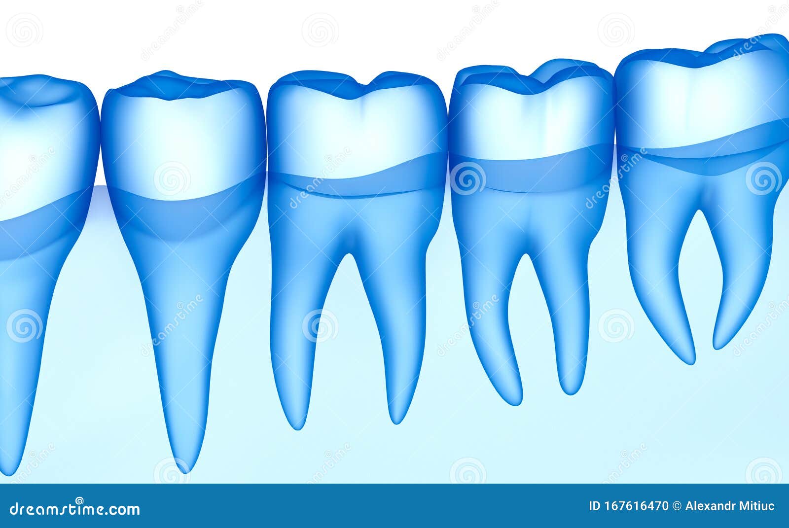 Transparent Teeth. 3d Renderings Of Endodontics Inner Structure Royalty ...