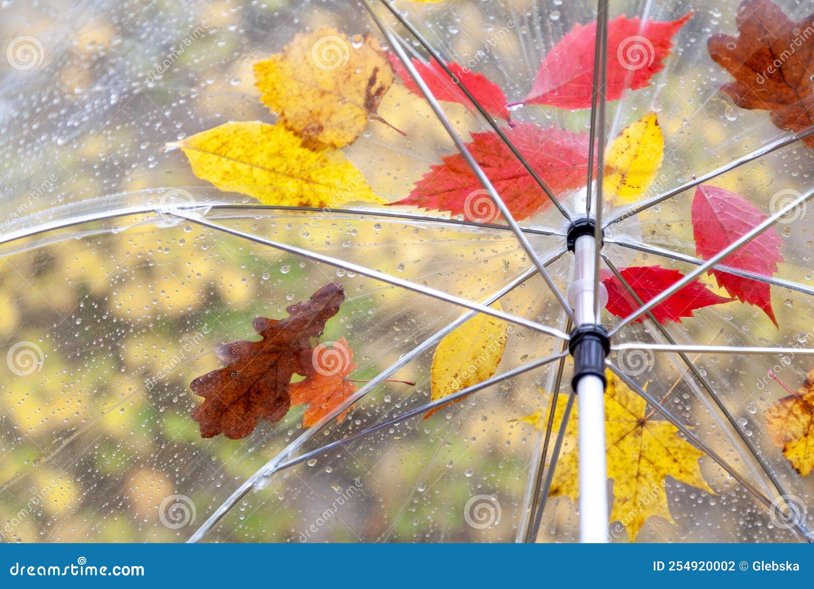 Transparent Umbrella with Leaves of Different Trees Stock Photo - Image ...