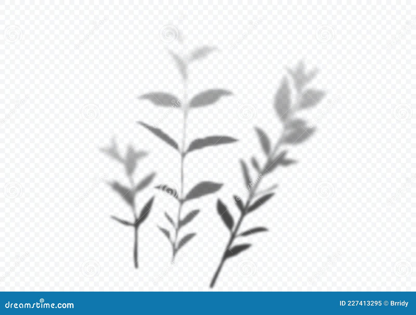 Transparent Vector Shadow of Branches and Leaves. Decorative Design ...