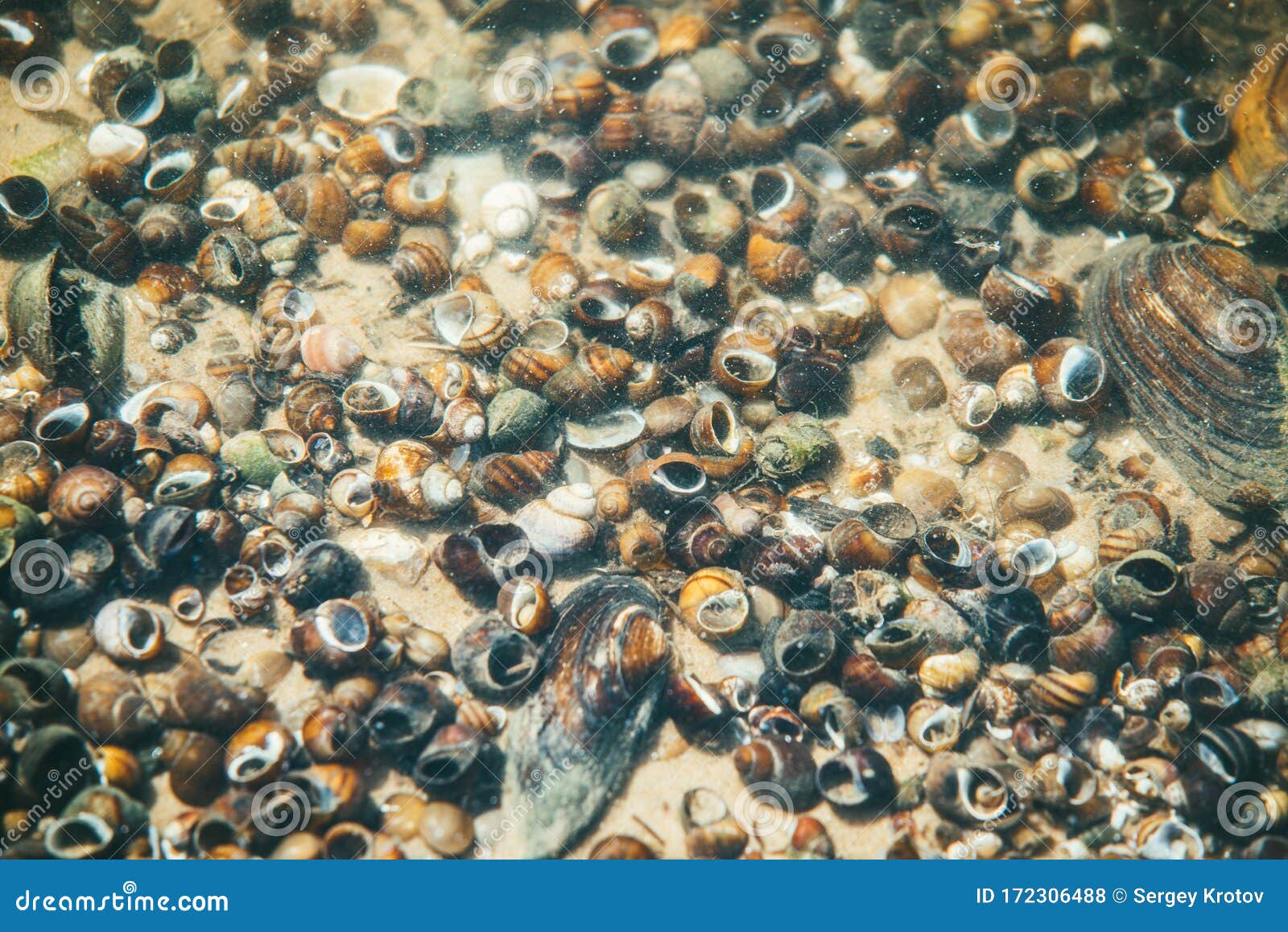 Transparent Water Bottom of the River with a Large Number of Snails on ...