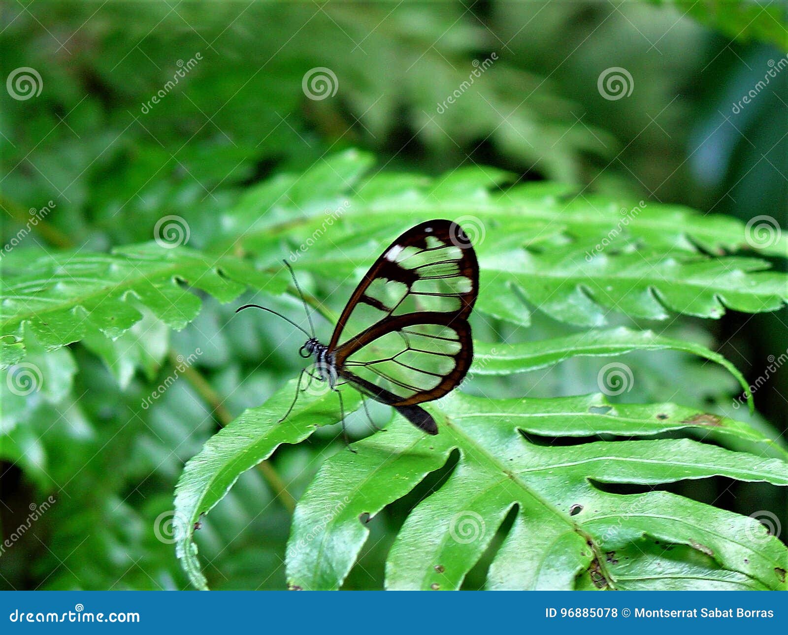 Transparent wing butterfly stock photo. Image of leaf - 96885078