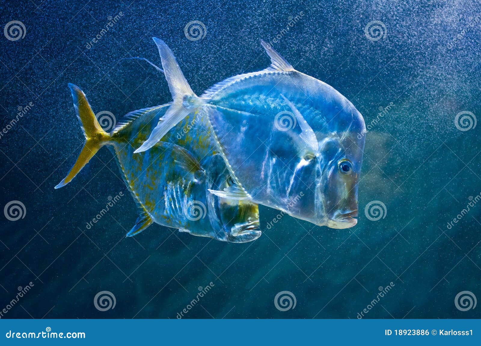 Transparente Fische stockfoto. Bild von kalt, marinesoldat - 18923886