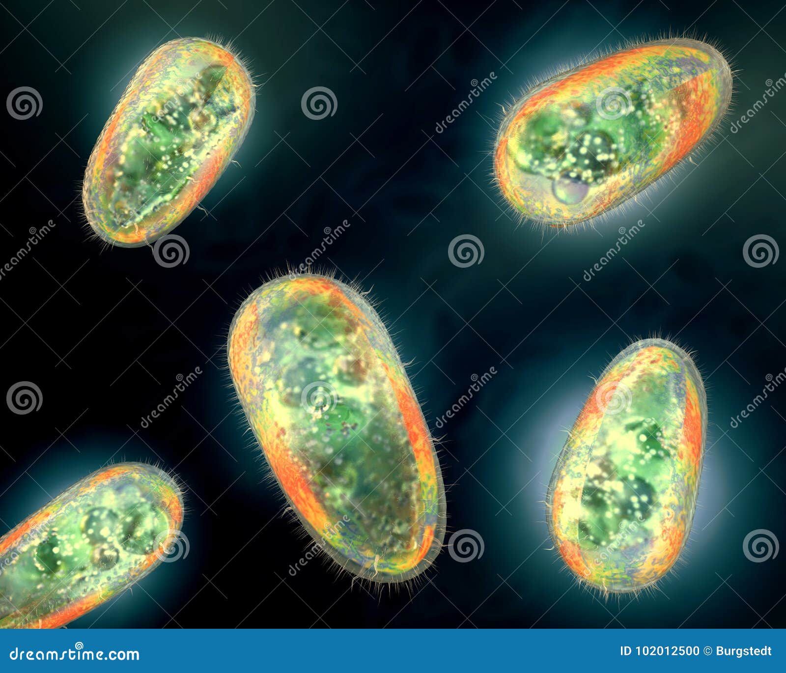 Transparente Und Bunte Protozoen Oder Einzelliger Organismus Stock ...