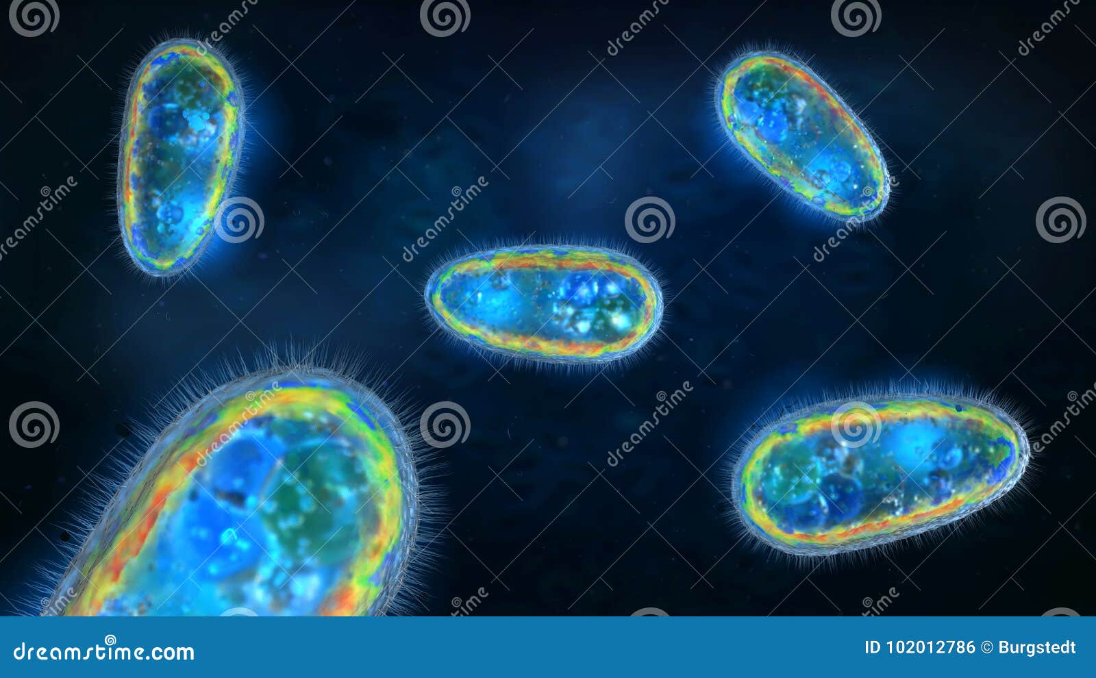 Transparente Und Bunte Protozoen Oder Einzelliger Organismus Stock ...
