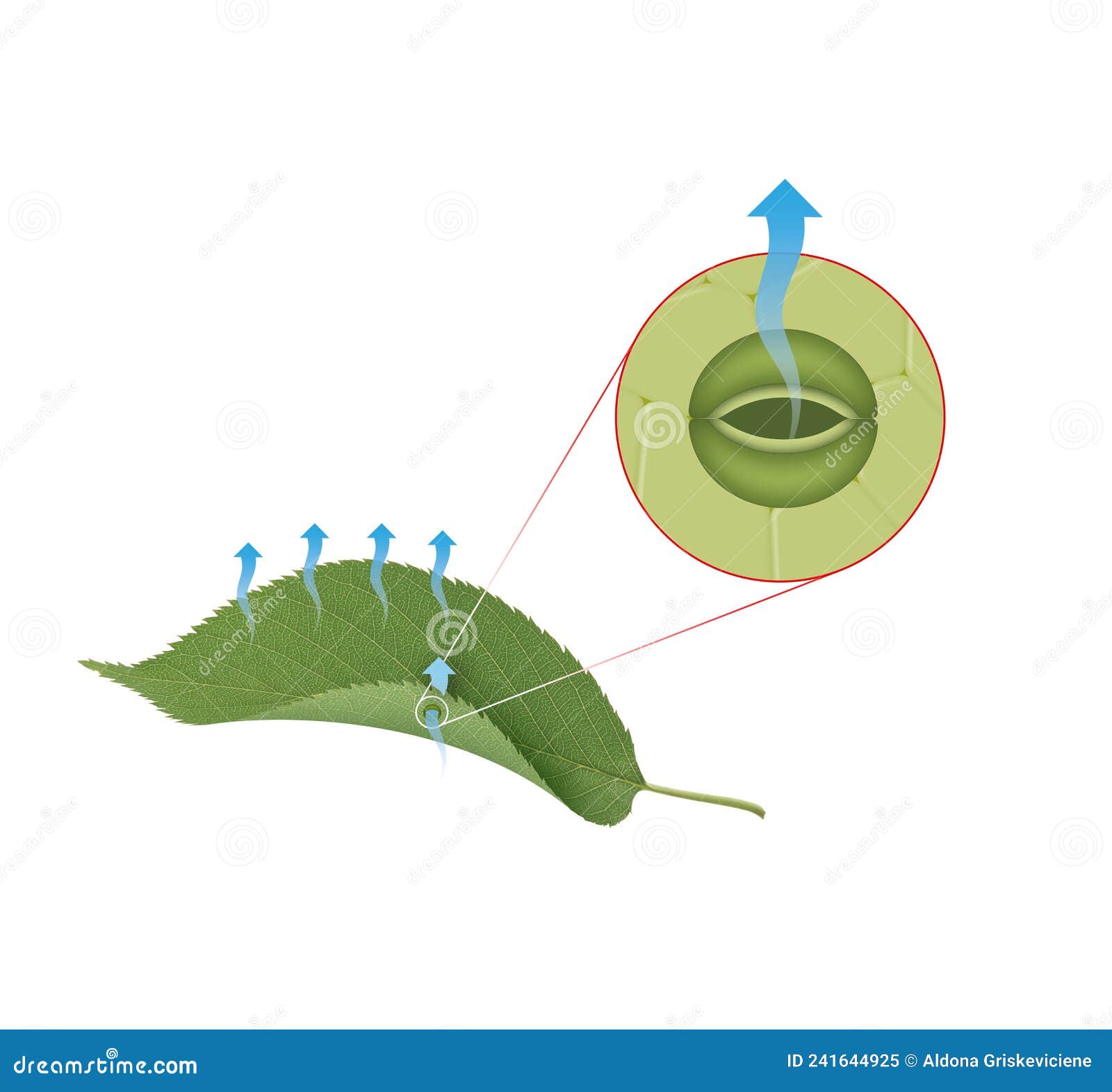 Transpiration of Leaf Stomata Illustration Stock Illustration ...