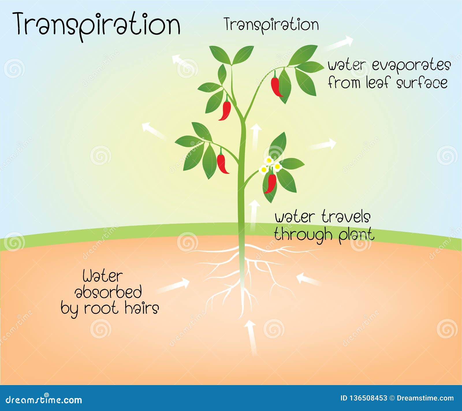 Transpiration Is The Process Of Water Movement Through A Plan Vector ...