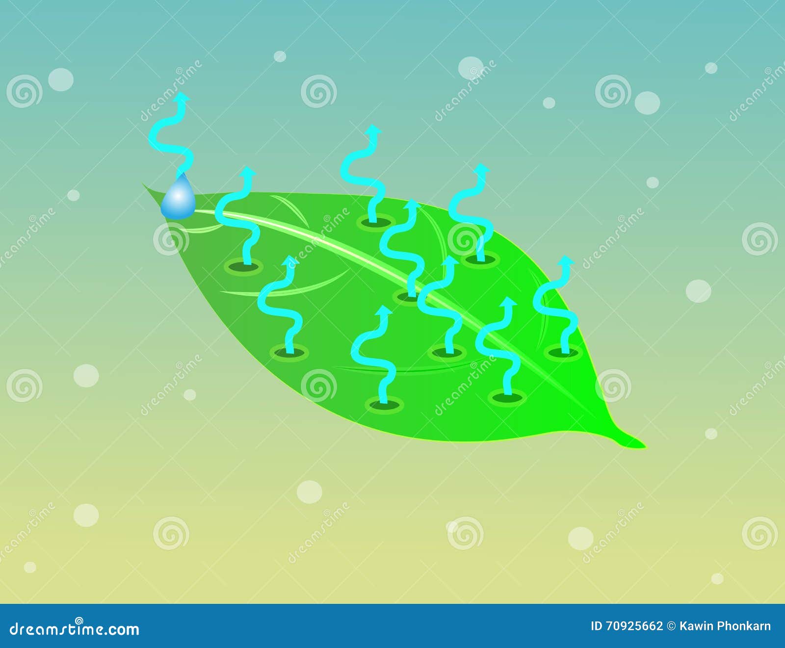 Transpiration Vector Illustration. Labeled Educational Plant Water ...