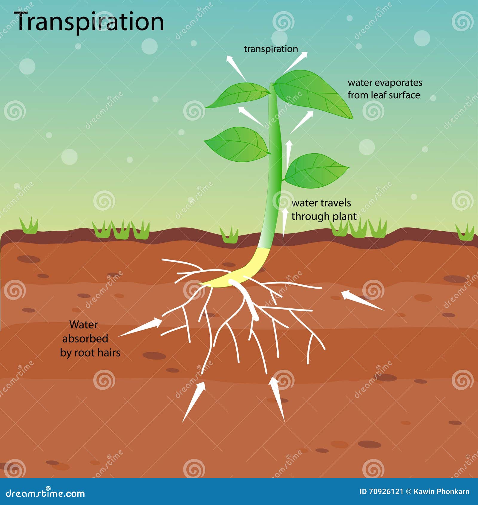 Transpiration Is The Process Of Water Movement Through A Plan Vector ...