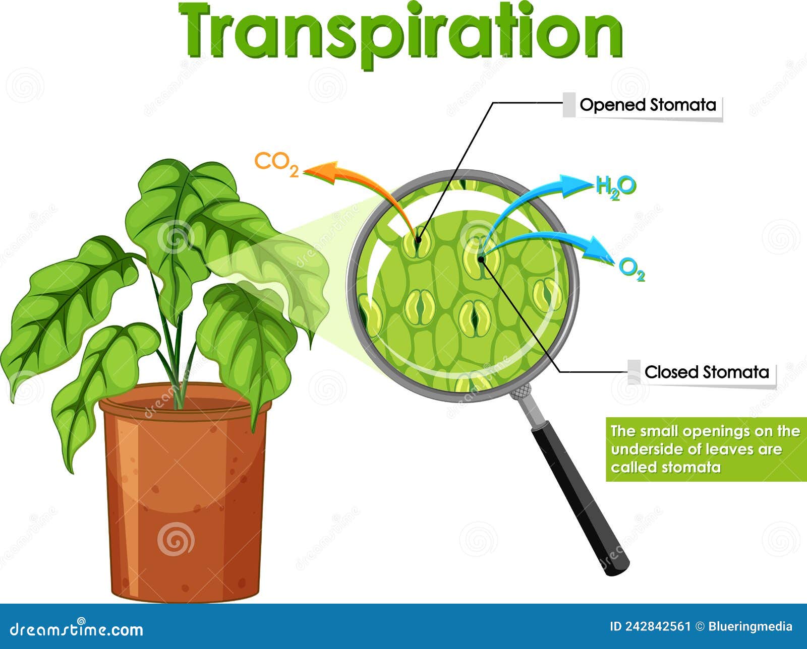 Transpiration in Plant on White Background Stock Vector - Illustration ...