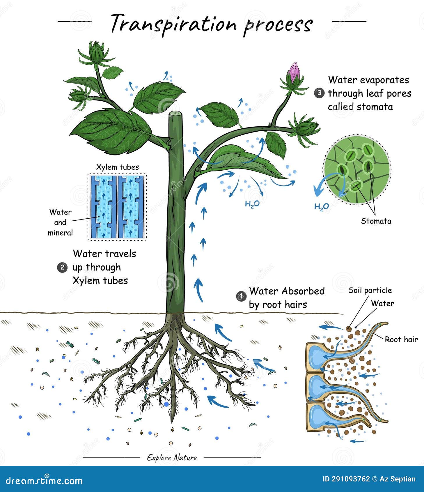Transpiration Process Or Plant Cohesion With Anatomy Cartoon Vector ...
